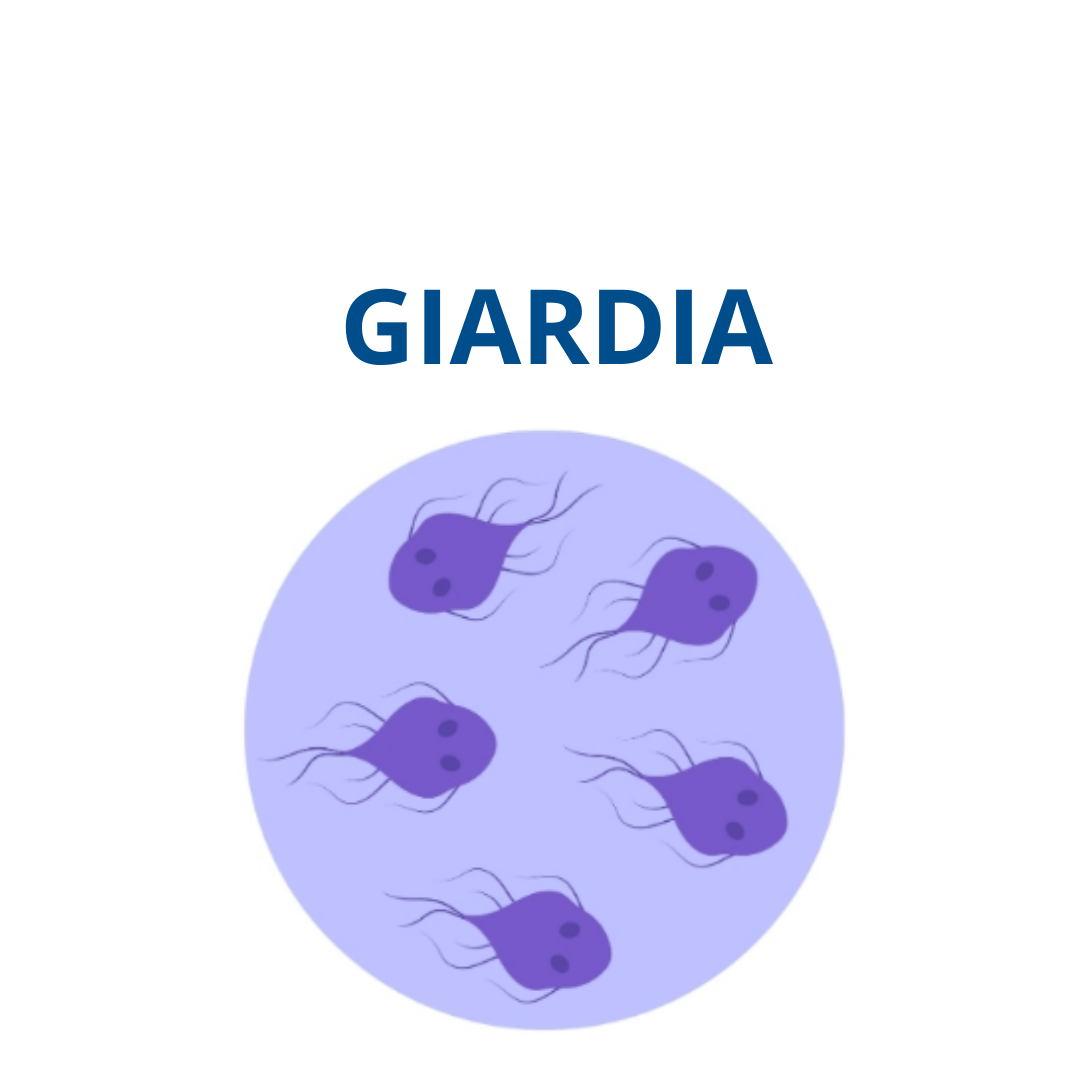 Giardia In Dogs Common