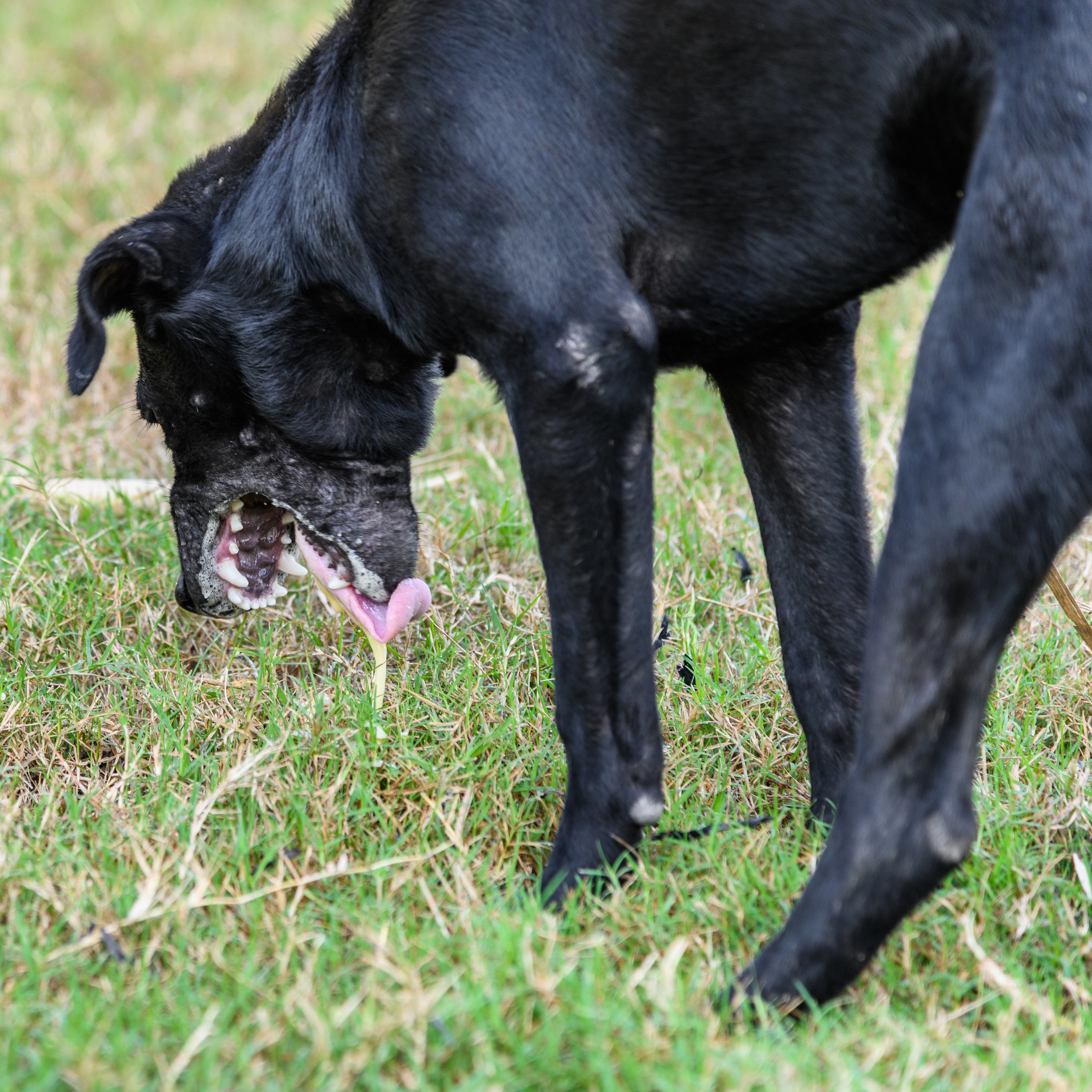 Vomiting in Dogs — My Animal Dispensary
