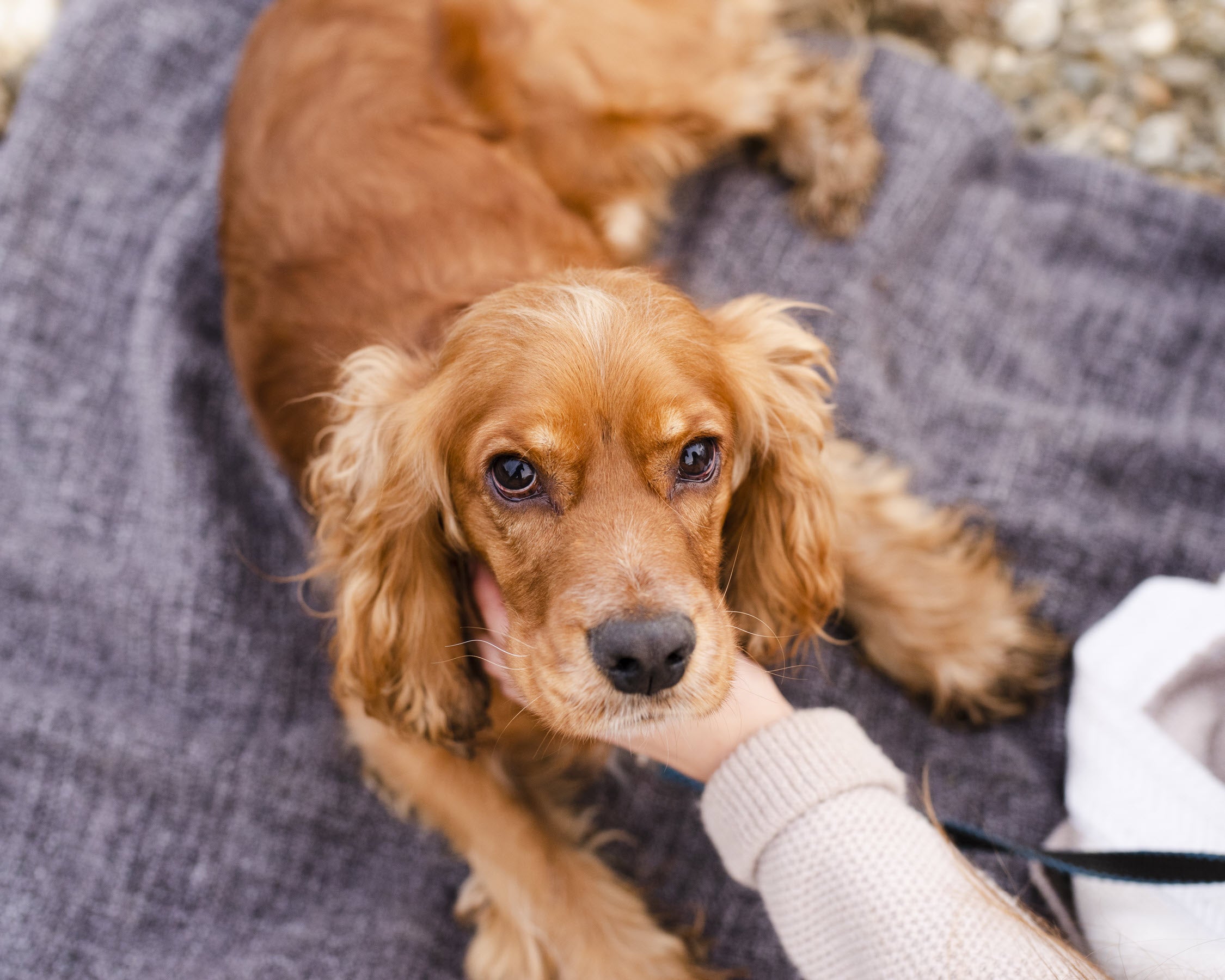 Understanding Acid Reflux in Dogs — My Animal Dispensary