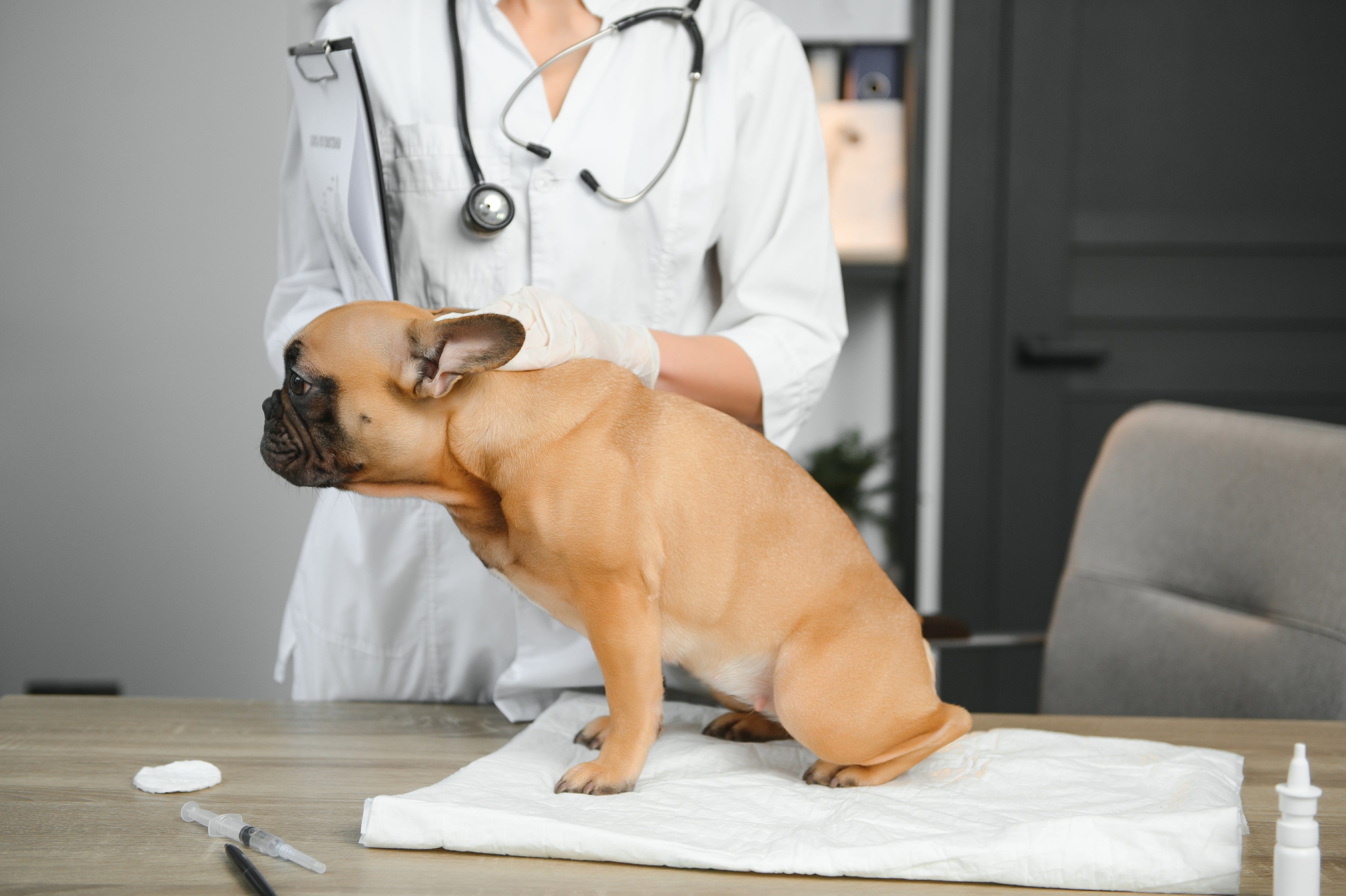 What is Intervertebral Disk Disease (IVDD) in Dogs — My Animal Dispensary