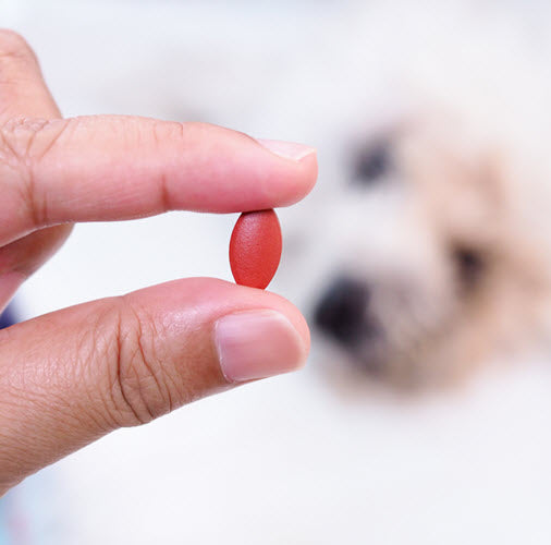 Pet Supplements — My Animal Dispensary