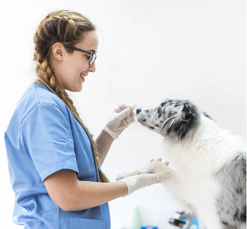 My Animal Dispensary | Online Pet Dispensary